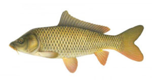 The easiest way to catch carp - Anglers Notebook