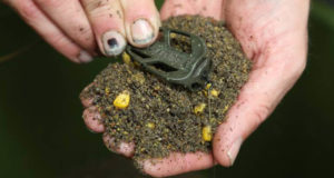 How and when to use a method feeder - Anglers Notebook