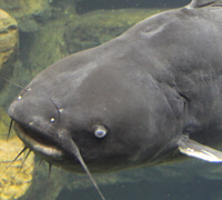 Catfish Fishing - Anglers Notebook