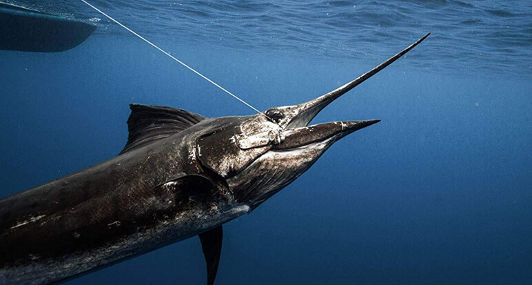 How and when to use a circle hook - Anglers Notebook