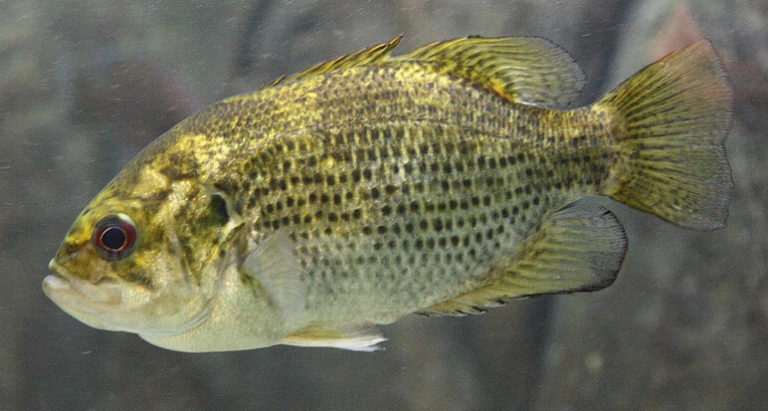 The best baits for rock bass - Anglers Notebook