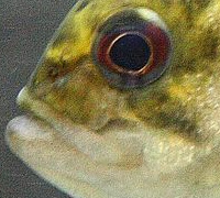 Bass Fishing - Anglers Notebook