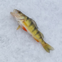 The best ice fishing lures for perch - Anglers Notebook