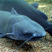 The 5 best baits for channel catfish - Anglers Notebook