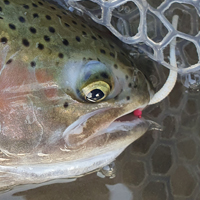 The best plastic worm colors for steelhead - Anglers Notebook