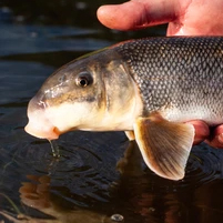 Sight fishing for suckers - Anglers Notebook